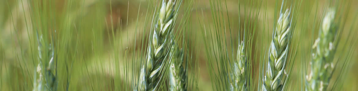 calendar-june – Mindrolling Lotus Garden